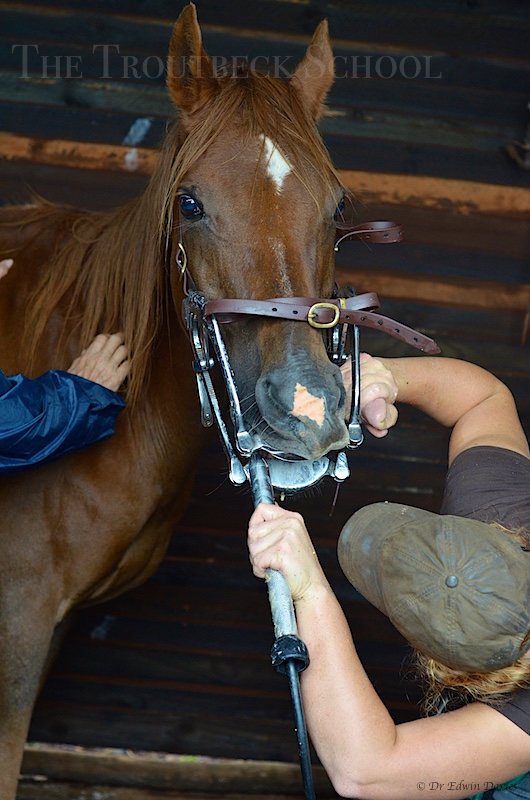 Veterinary Science Day – Rasping Horse Teeth | The Troutbeck School