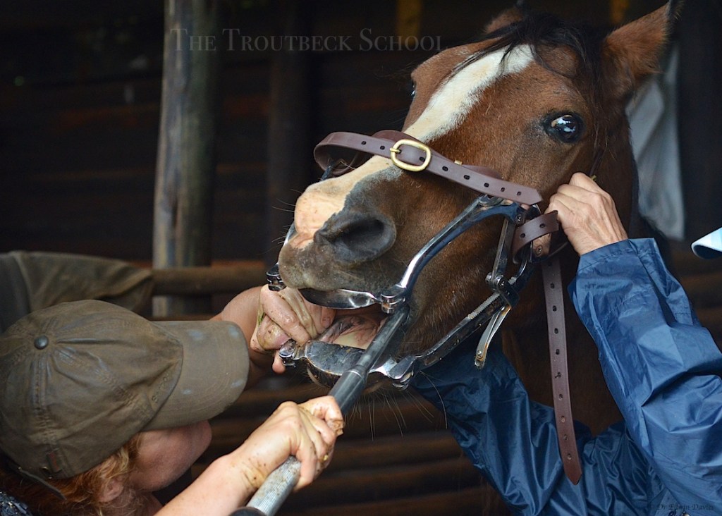 Veterinary Science Day – Rasping Horse Teeth | The Troutbeck School