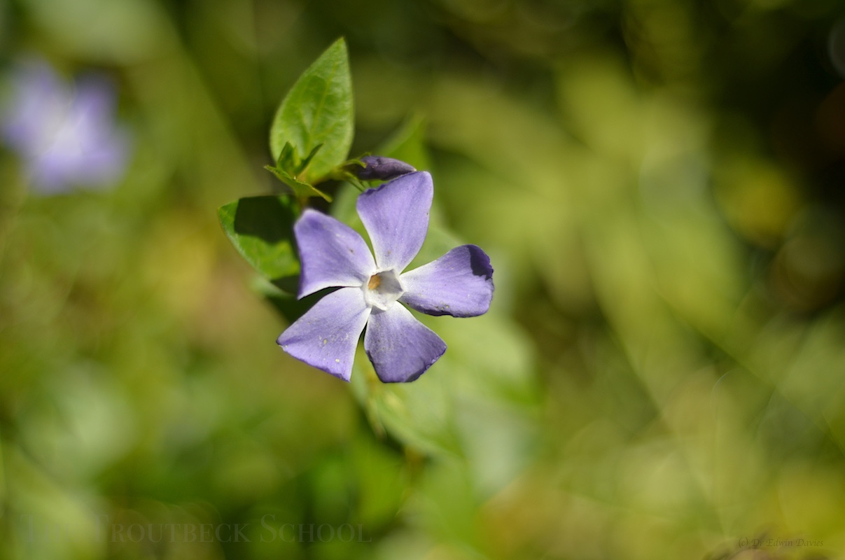 Finding Fibonacci around us in Maths | The Troutbeck School