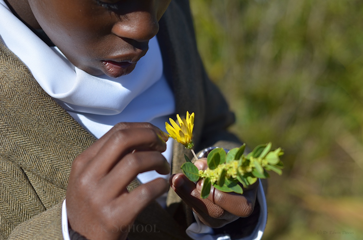 Finding Fibonacci around us in Maths | The Troutbeck School